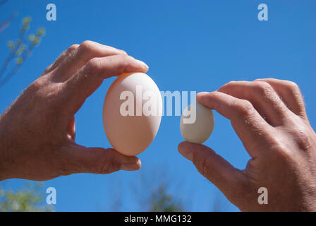 Hand, die große weiße Gans Ei, Nahaufnahme Stockfoto, Bild: 164445711 ...