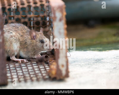 Die Ratte war in einem Käfig zu verfangen. Die Ratte hat ein ...