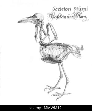 . Skizze der Vogel Anatomie von volcher Coiter Arten pici-Ho? stbraer ...