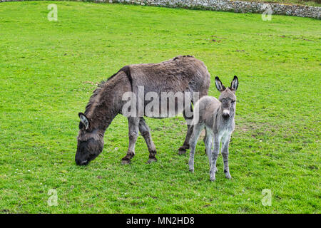 Baby-Esel und seiner Mutter in einem Feld Stockfotografie - Alamy