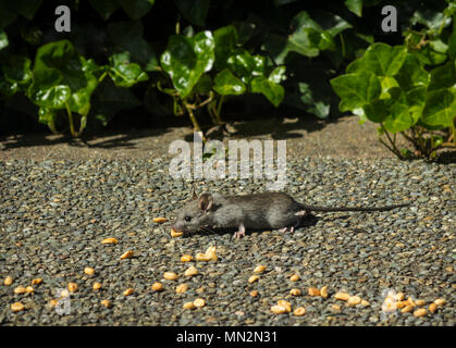 niedliche Baby Ratten Stockfoto, Bild: 78324831 - Alamy