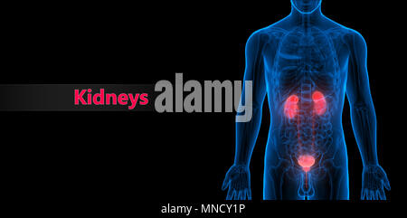 Die menschlichen männlichen Harnblase und Harnröhre Stockfoto, Bild ...