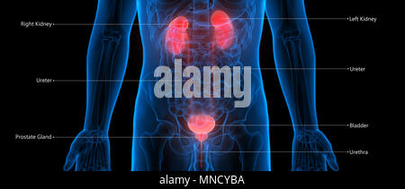 Die menschlichen männlichen Harnblase und Harnröhre Stockfoto, Bild ...