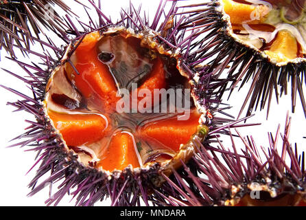 Paracentrotus lividus, eine Spezies von Seeigel purple Seeigel closeup ...