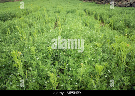 Linsen- Feld. Reihen von Linsen Pflanzen. Landwirtschaft ...