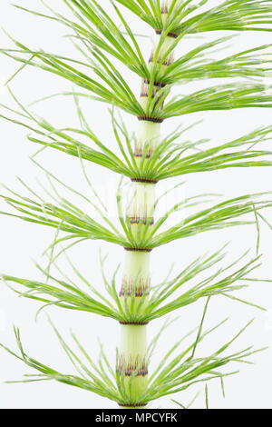 Der Schachtelhalm Farn, die Gattung Equisetum. Sie sind insofern ...