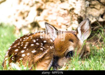 Baby Rehkitz liegend im Texas Gras Stockfotografie - Alamy