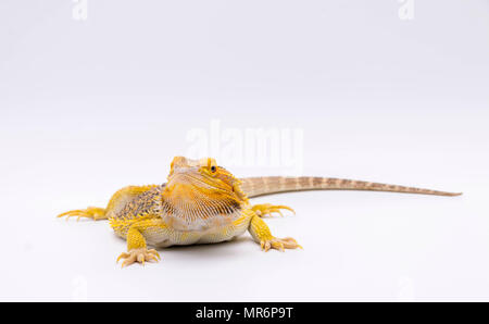 Bartagame (pogona vitticeps) auf einem weißen Hintergrund posiert ...