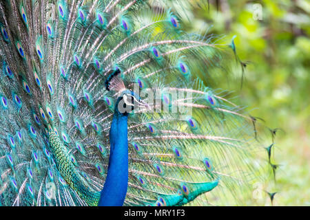 Männlicher Pfau Paarung mit weiblichen Pfau Stockfotografie - Alamy