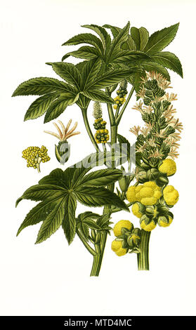 rizinusbohne, Rizinusöl, Wunderbaum, Rizinus, Ricin commun, Ricinus ...