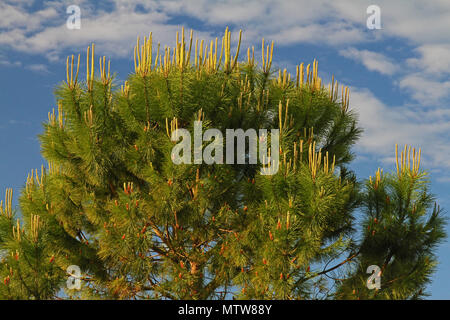 Zirbenholz, italienische Pinie, Schirm-Kiefer (Pinus Pinea), Gruppe von ...