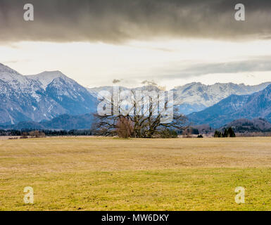 Murnau Moor (Murnauer Moos), Bayern, Deutschland Stockfoto, Bild ...
