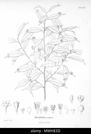 . Abbildung: Phyllonoma ruscifolia (orig. Dulongia acuminata). 1825 ...