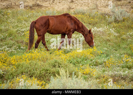 Wildpferd, Theodore Roosevelt Nationalpark, North Dakota, USA, USA ...