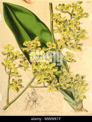 . Abbildung: Trichocentrum cavendishianum (syn. Oncidium pachyphyllum ...