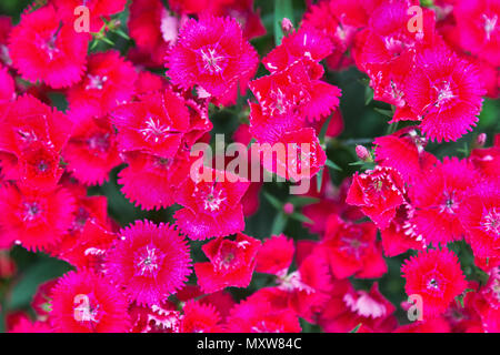rote Nelken im Garten Stockfoto, Bild: 111261549 - Alamy