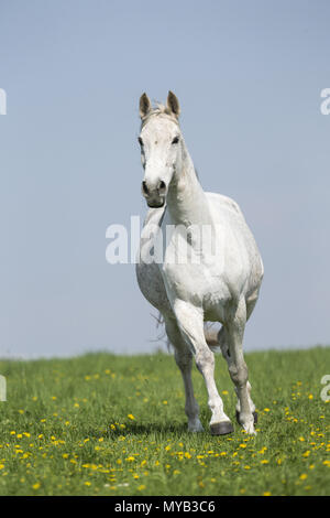Bayerisches Warmblut. Grey Mare gallopieren auf einer Wiese ...