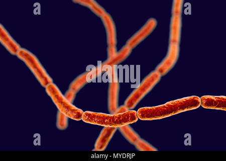 Ratte biss Fieber Bakterien. Computer Abbildung der Ketten des ...