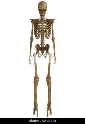 Menschlichen Beinen Skelett Knochen auf Weiß. 3D-Darstellung Stockfoto ...