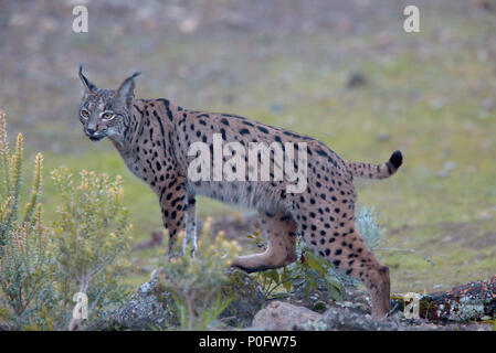 Iberische Luchs (Lynx pardinus) unverlierbaren Männlich aus Sierra de ...
