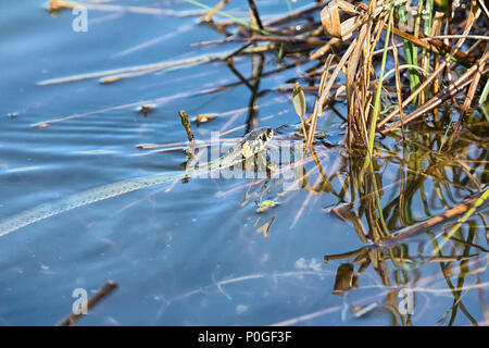 Schwebende Schlange Ringelnatter (Natrix natrix) mit zweiter Titel ist ...