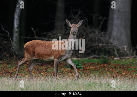Rothirsch Cervus Elaphus Rotwild Daenemark Hirsch Deckt Hirschkuh ...
