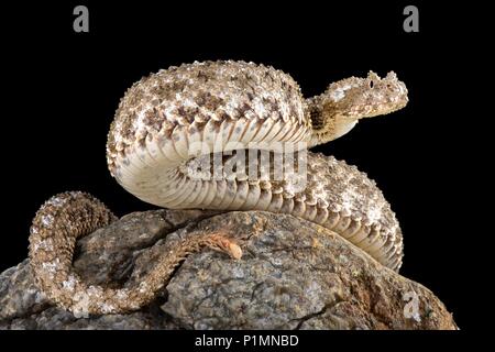 Die Spider-tailed horned Viper (Pseudocerastes urarachnoides) ist eine ...