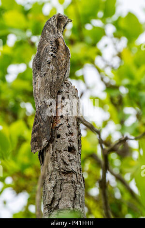 Urutau mãe-da-Lua-comum urutau urutágua Kúa - kúa e Uruvati (nomes ...