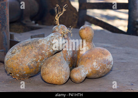 Diesem Artikel Porongo purunga Cabaças Lagenaria siceraria purungo ...