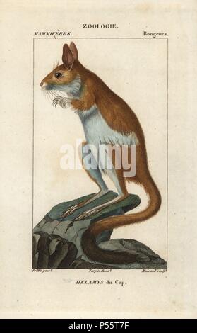 Südafrikanische Springhare, Pedetes Capensis, Springhaas, Illustration ...