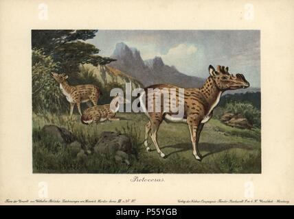 Protoceras, ausgestorbene Gattung der Paarhufer Stockfotografie - Alamy