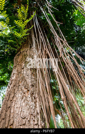 Bäume und Lianen im Regenwald. Dschungel-Hintergrund Stockfoto, Bild: 145385086 - Alamy
