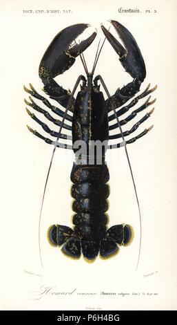 Europäische/Gemeinsame Hummer (Homarus gammarus) develoing Eier. Die ...