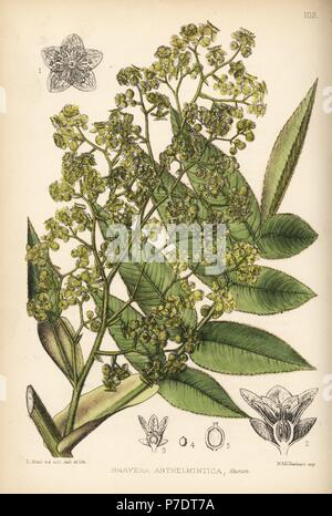 Afrikanische Redwood oder Kousso, Hagenia Abyssinica. Farblitho nach ...