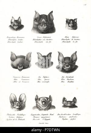 Diadem-Leaf-gerochene Bat oder Diadem Roundleaf Bat (Hipposideros ...