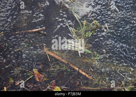 Pfütze Froschlaich Laich Eier Gelee Gell Stockfotografie - Alamy