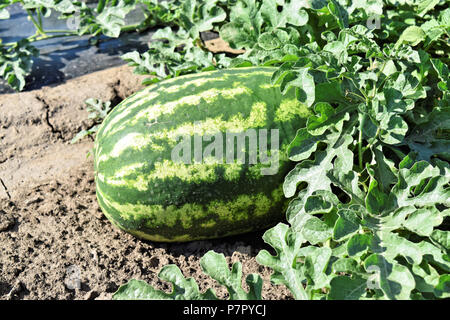 Die wachsende Melone im Feld. Anbau von Kulturen Melone Stockfoto, Bild ...