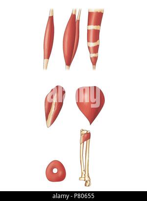 Illustration des Muskel-Typen Stockfoto, Bild: 135008529 - Alamy
