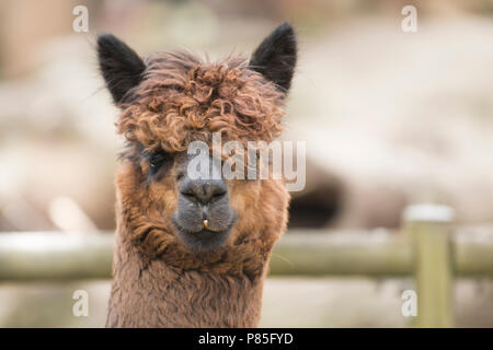 Alpaka und Lama mit lustigen Frisur Stockfotografie - Alamy