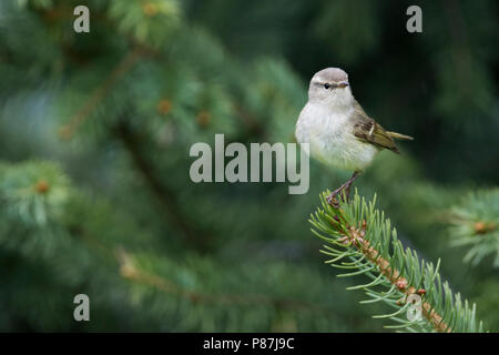 Humes Blatt Warbler - Tienschan-Laubsänger - Phyllsocopus humei ssp ...