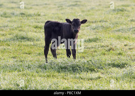 neugeborenes Kalb stehend auf Sommertag kurz nach der Geburt Stockfoto ...