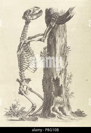 Pferd Skelett Skelett Querschnitt Knochen tierärztliche Diagramm ...