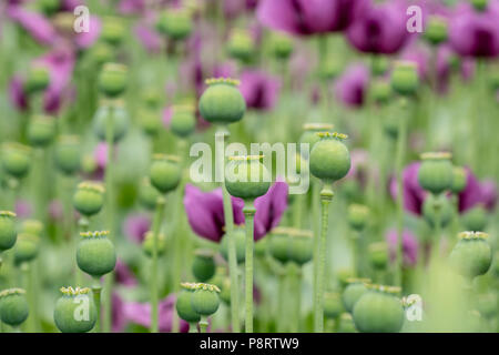 Opium Mohn Kapseln und lila Blumen in einem Garten im Sommer ...