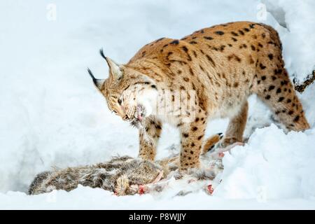 Ein Luchs (Lynx lynx) hat ein Reh im schneereichen Winter gefangen und ...