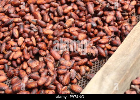 Kakaobohnen Trocknen bei Belmont Estate in St. Patricks Parish ...