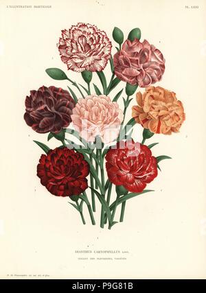 Nelke Sorten, Dianthus Caryophyllus. Gezeichnet und chromolithographed ...