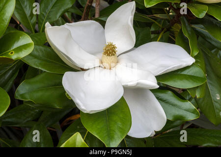 Enorme Blume eines Magnolia grandiflora Edith Bogue Stockfotografie - Alamy