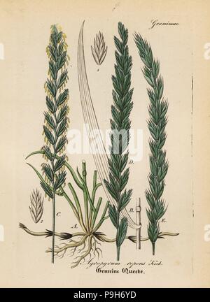 Quecken (Agropyron Repens, Elymus Repens) Pflanzen von oben gesehen ...
