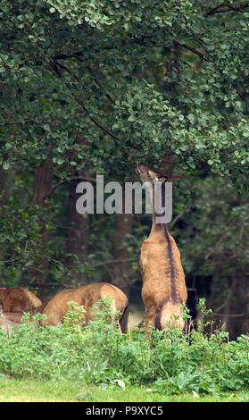 Biche - Cerf elaphe - Hind - Rotwild - Cervus elaphus Stockfotografie ...