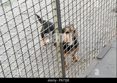 Rendsburg, Deutschland. 19. Juli 2018. Hybride 'Paris' wartet auf eine ...